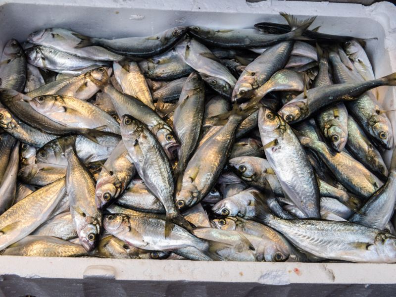 il-predatore-dei-nostri-mari-il-pesce-serra-hellofish